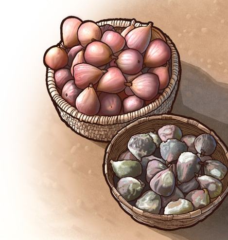 Two Baskets of Figs | Bethel Christian Reformed Church, Dunnville