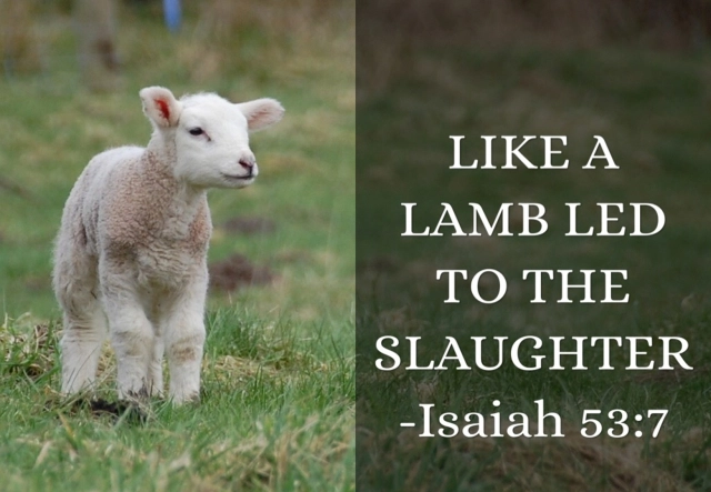 Led Like a Lamb to the Slaughter | Bethel Christian Reformed Church ...